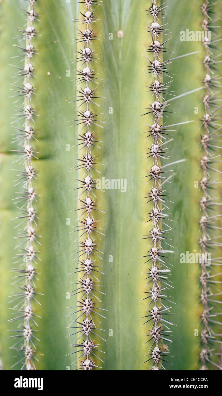 Natural background with close up of cactus plant - green color and ...