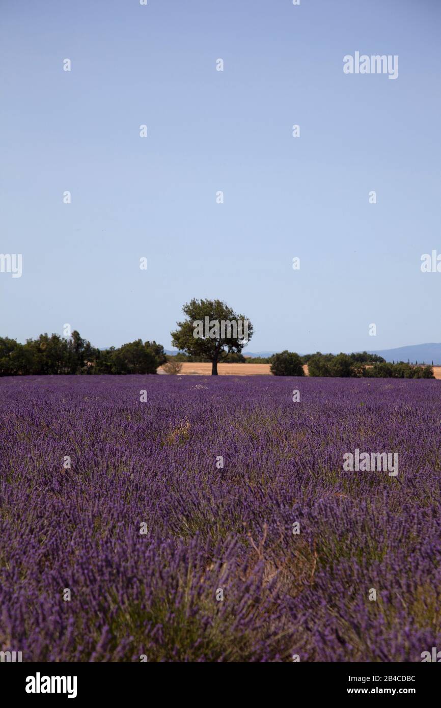 Flowering tree and france hi-res stock photography and images - Alamy