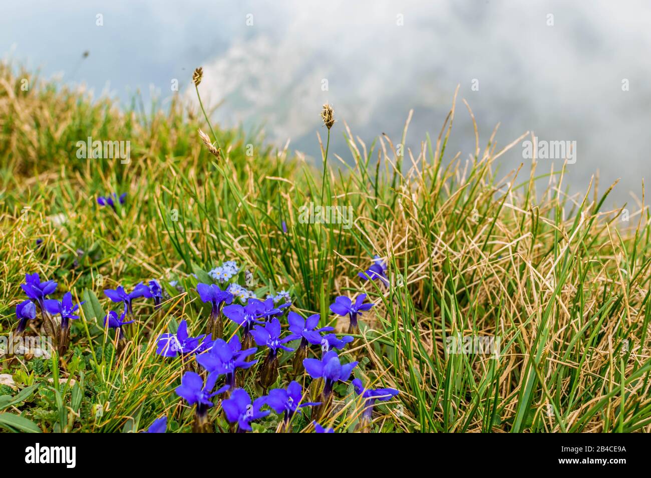Beauty blue flowers hi-res stock photography and images - Alamy