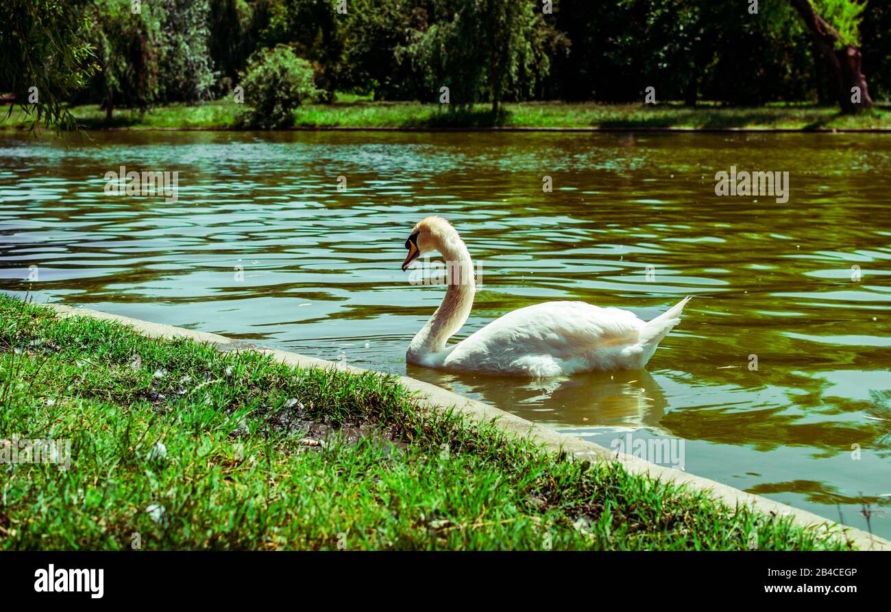 The life of a swan Stock Photo - Alamy