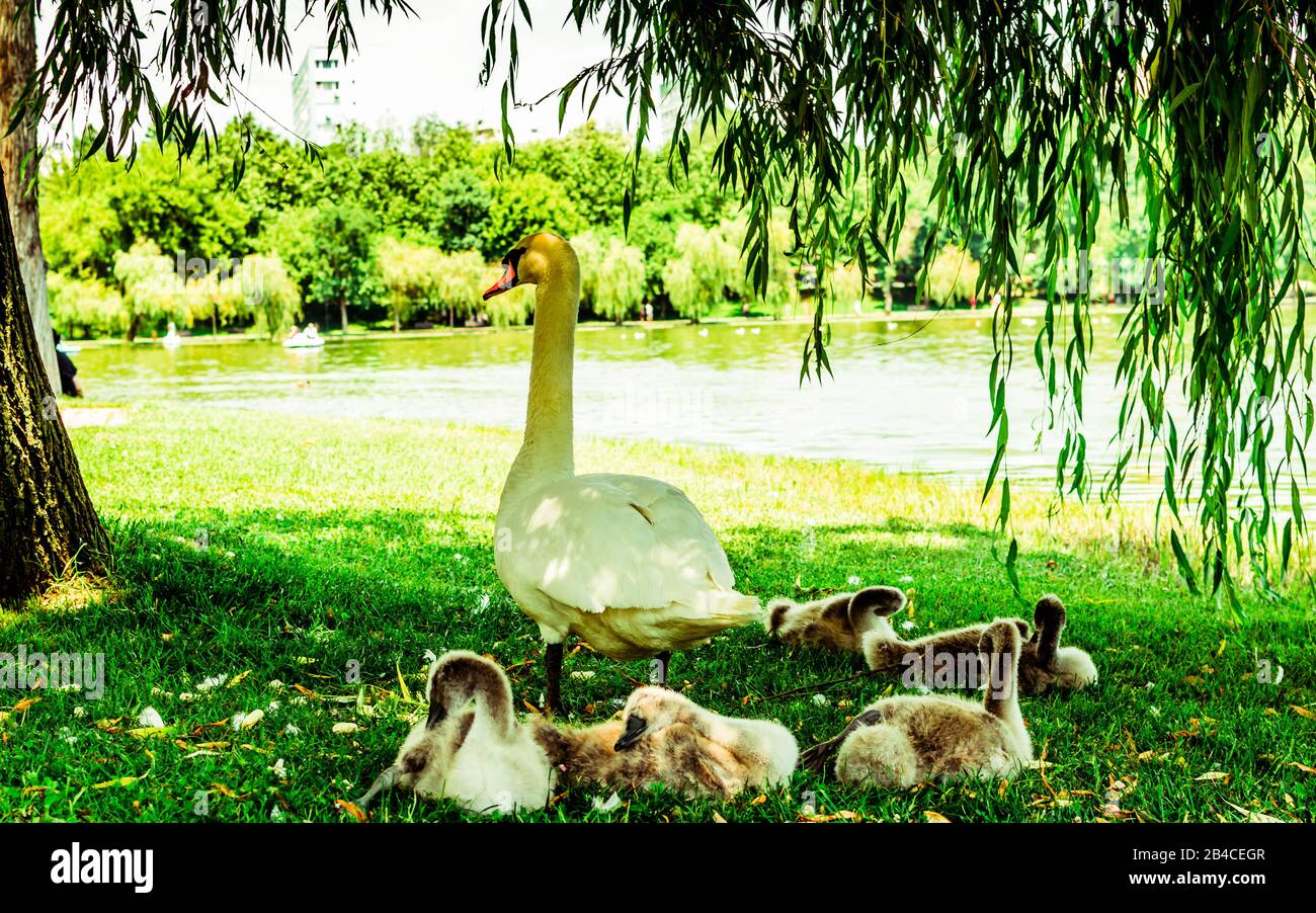 The life of a swan Stock Photo - Alamy