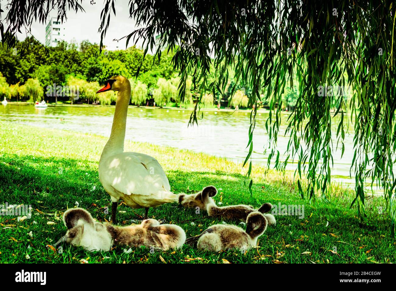 The life of a swan Stock Photo - Alamy