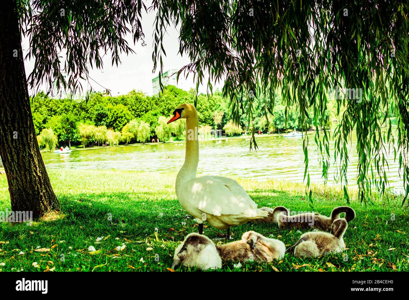 The life of a swan Stock Photo - Alamy