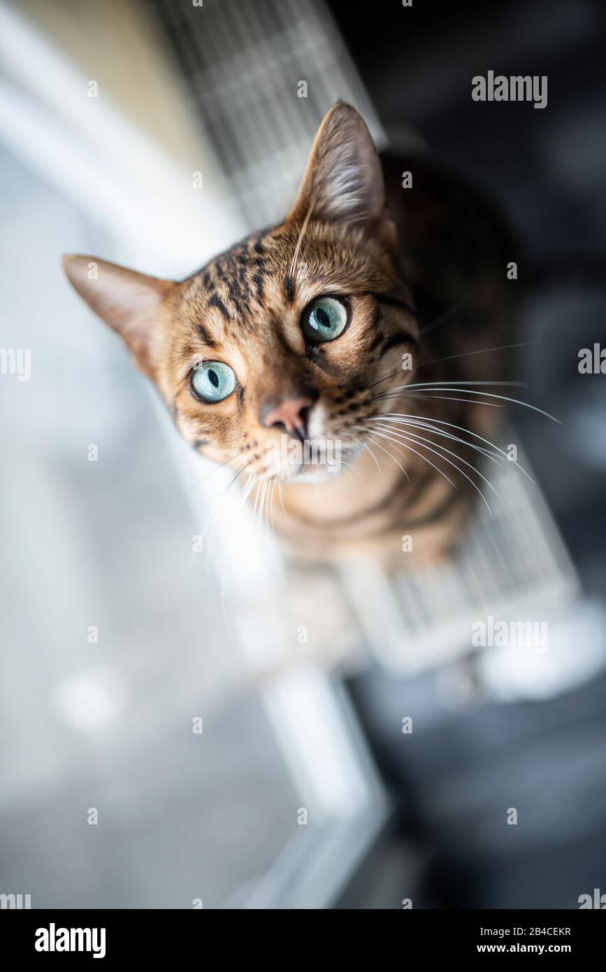 Begal cat hi-res stock photography and images - Alamy