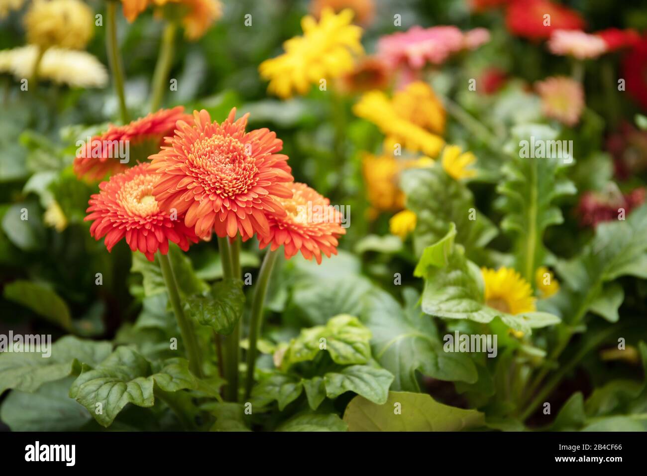 Beautiful red gerbera hi-res stock photography and images - Alamy