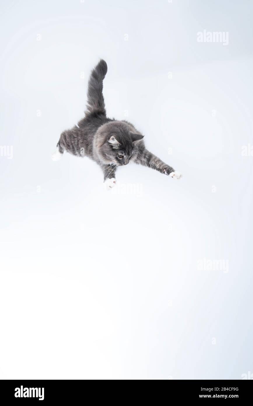 mid air studio shot of a young blue tabby maine coon cat with white ...