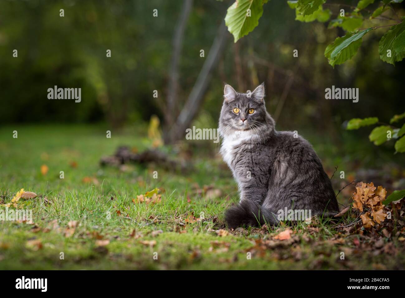 side view of a young blue tabby maine coon cat with white collar ...