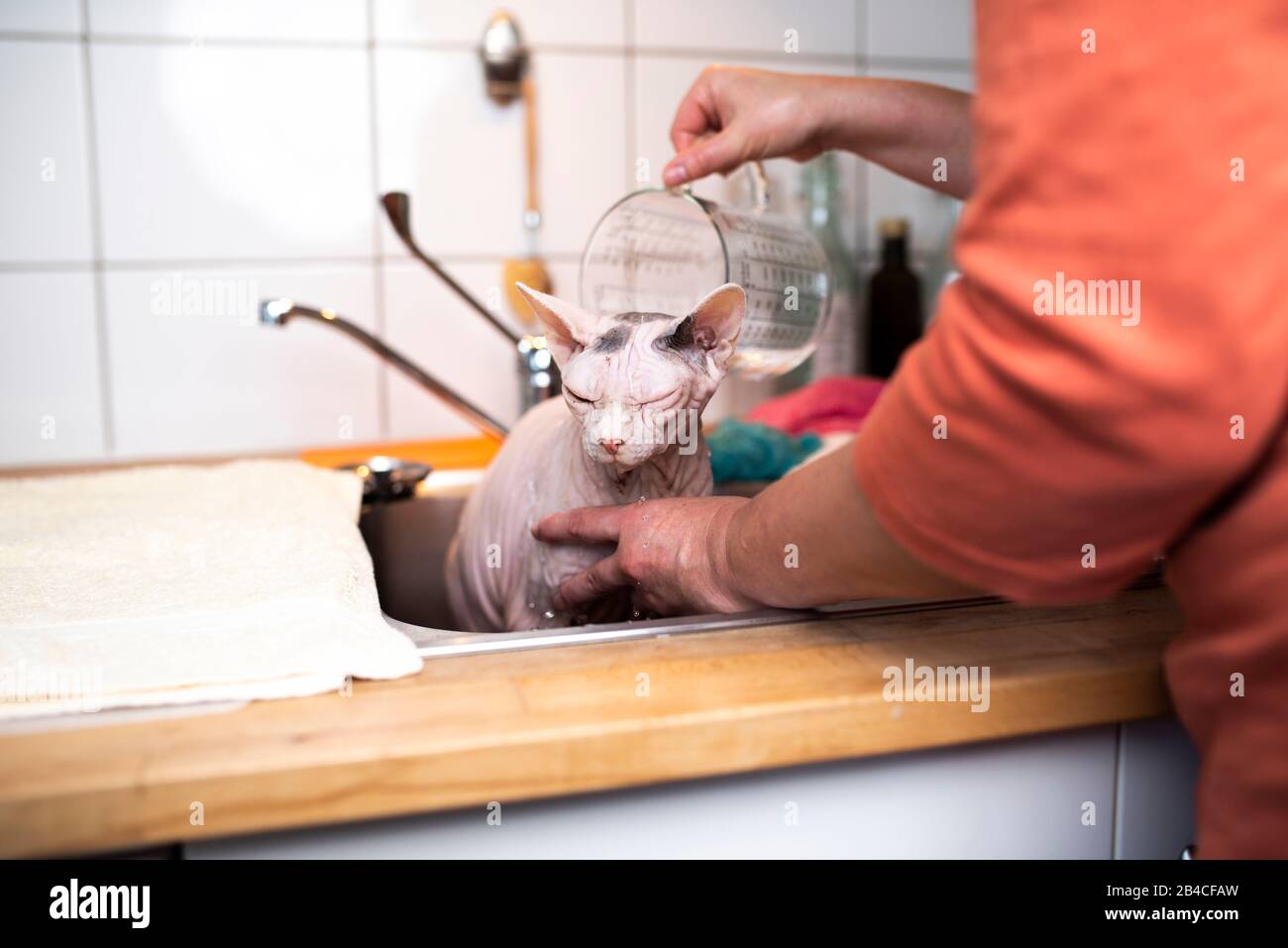 pet owner pouring water over a hairless sphynx cat's head while taking ...