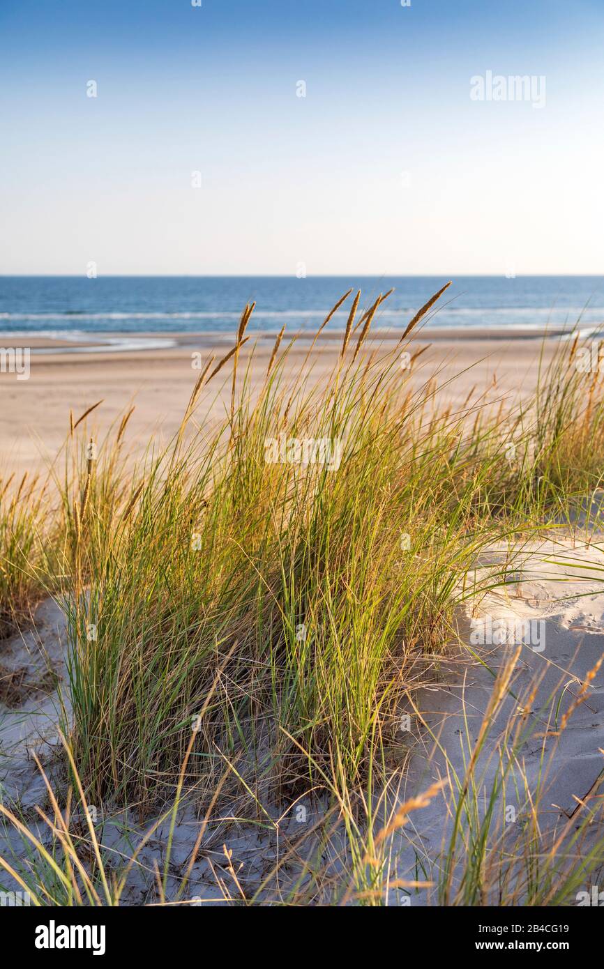 Sandy beach with dunes in Ameland Stock Photo - Alamy