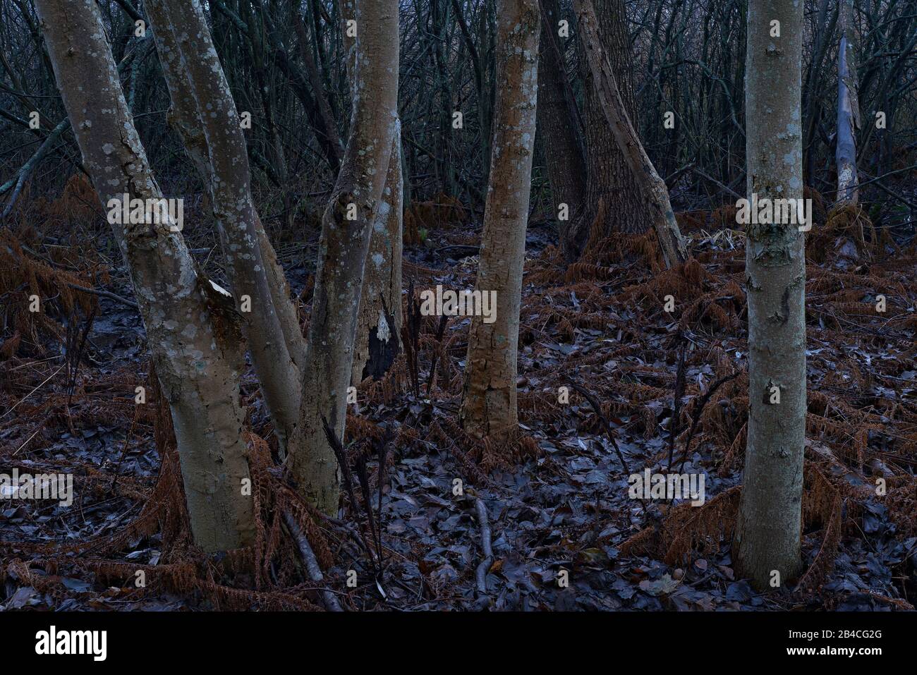 Swamp floor hi-res stock photography and images - Alamy