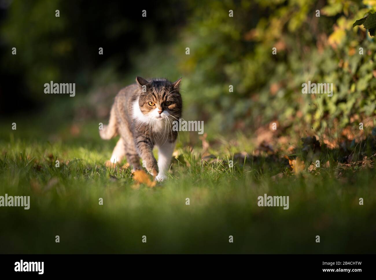 tabby white british shorthair cat on the prowl walking towards camera ...