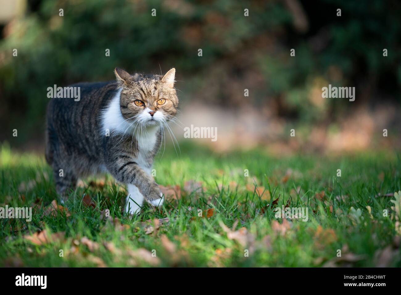 Back of a tabby cat hi-res stock photography and images - Alamy