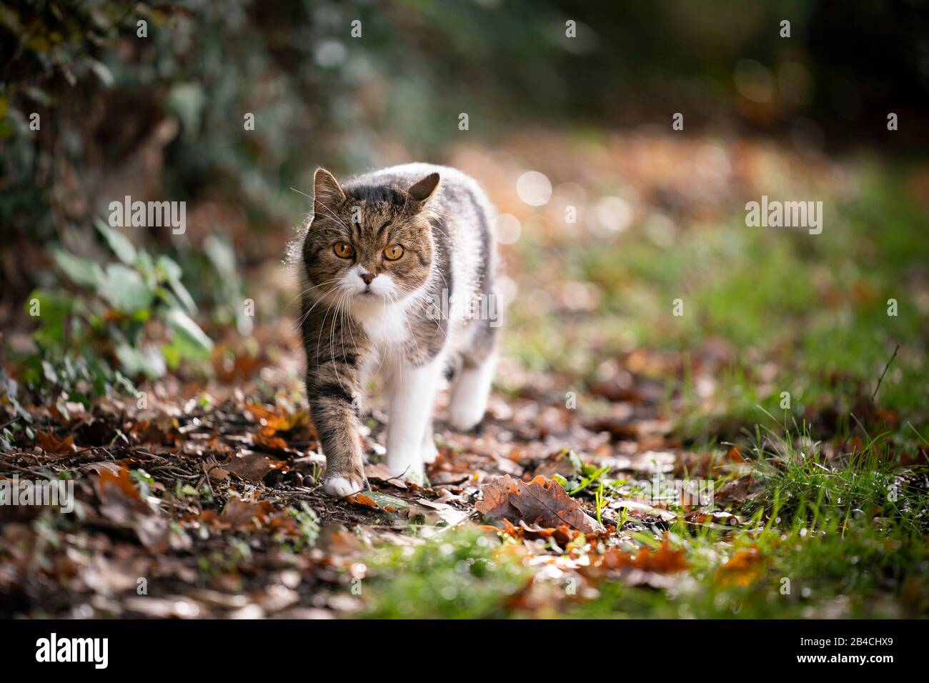 tabby white british shorthair cat on the prowl walking on autumn leaves ...