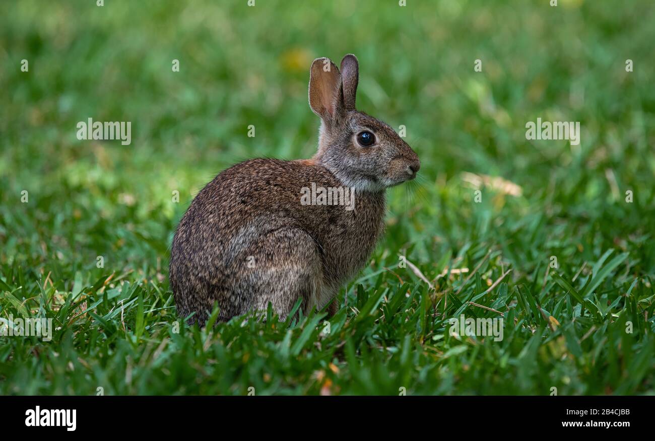 Backyard rabbit hi-res stock photography and images - Alamy