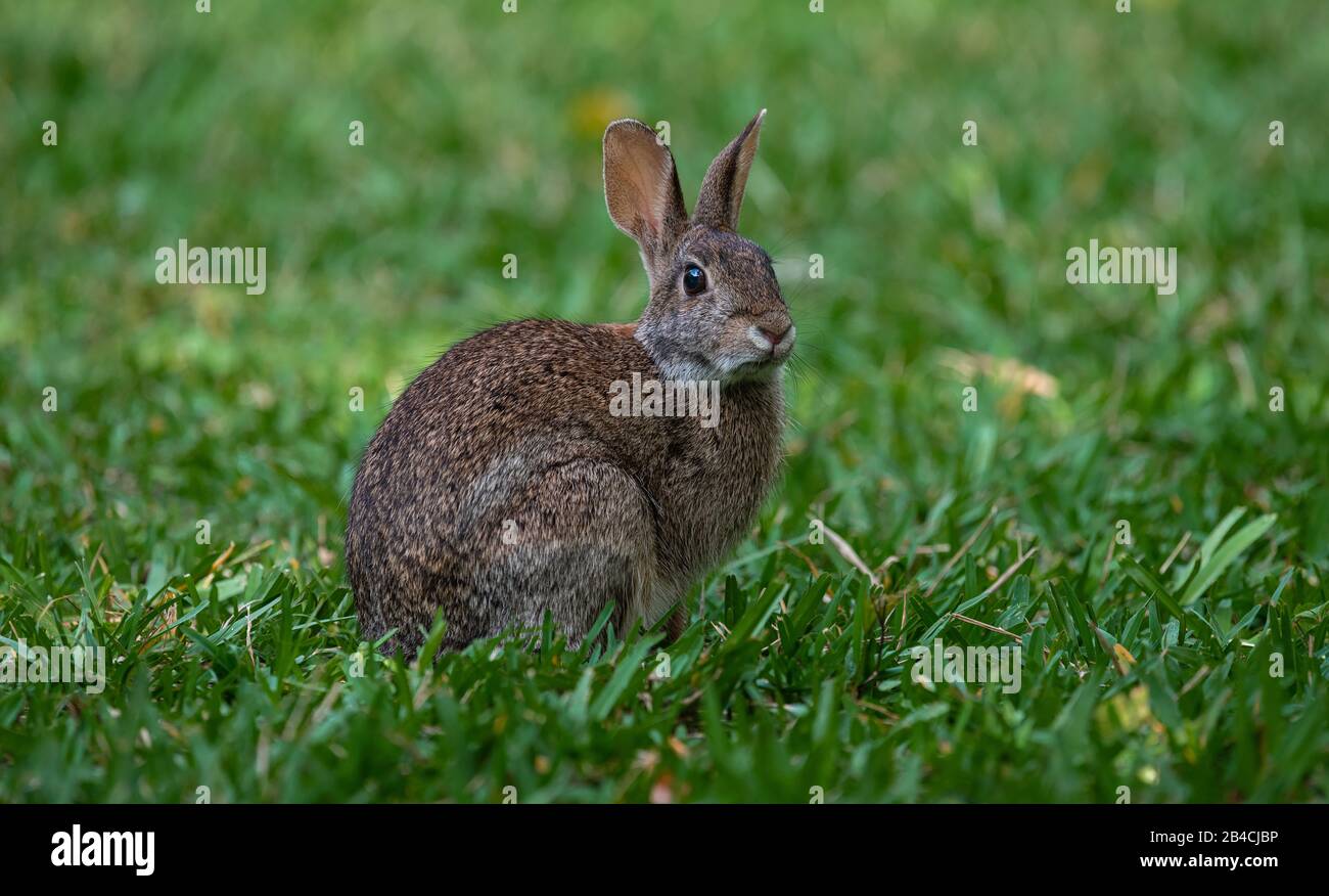 Feral rabbit hi-res stock photography and images - Alamy