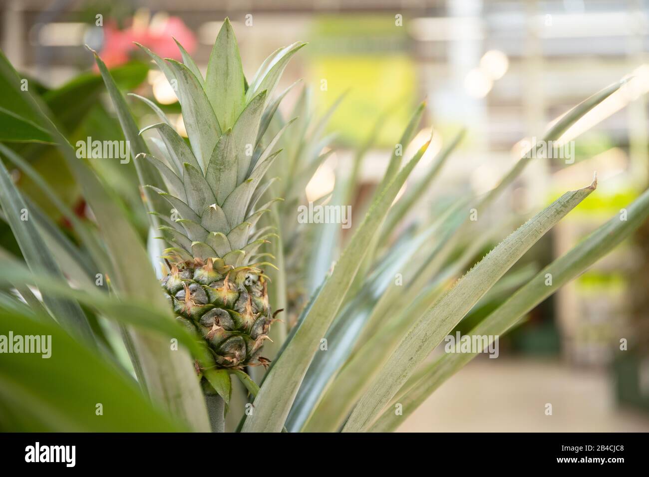 Little pineapple in a flowerpot. Beautiful delicious pineapple Stock ...