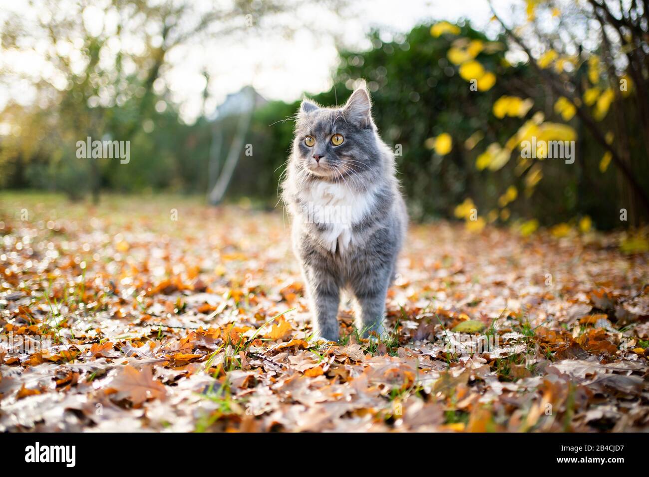 blue tabby maine coon cat standing outdoors in the garden on autumn ...