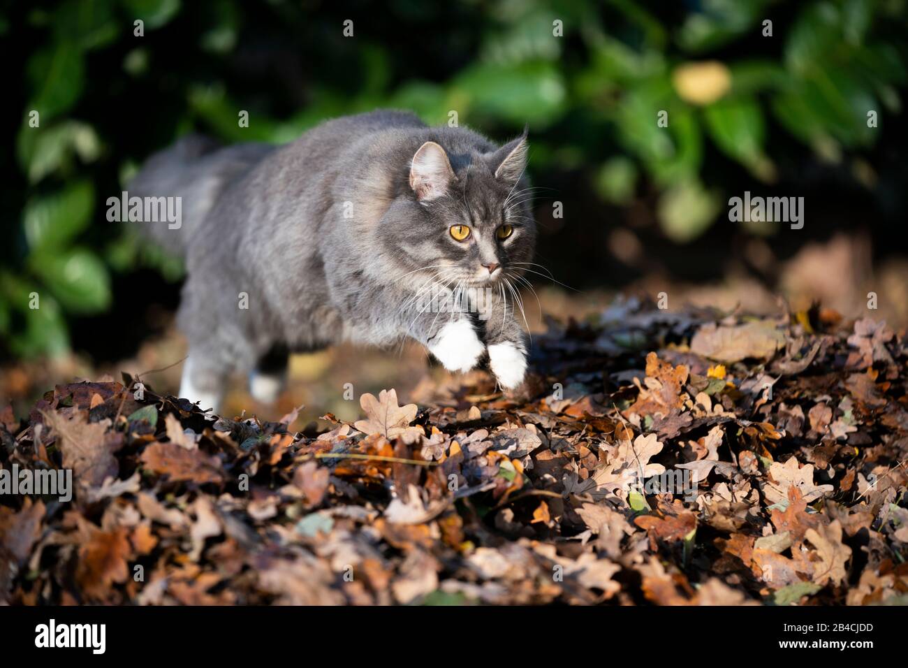 blue tabby maine coon cat jumping over a pile of autumn leaves outdoors ...