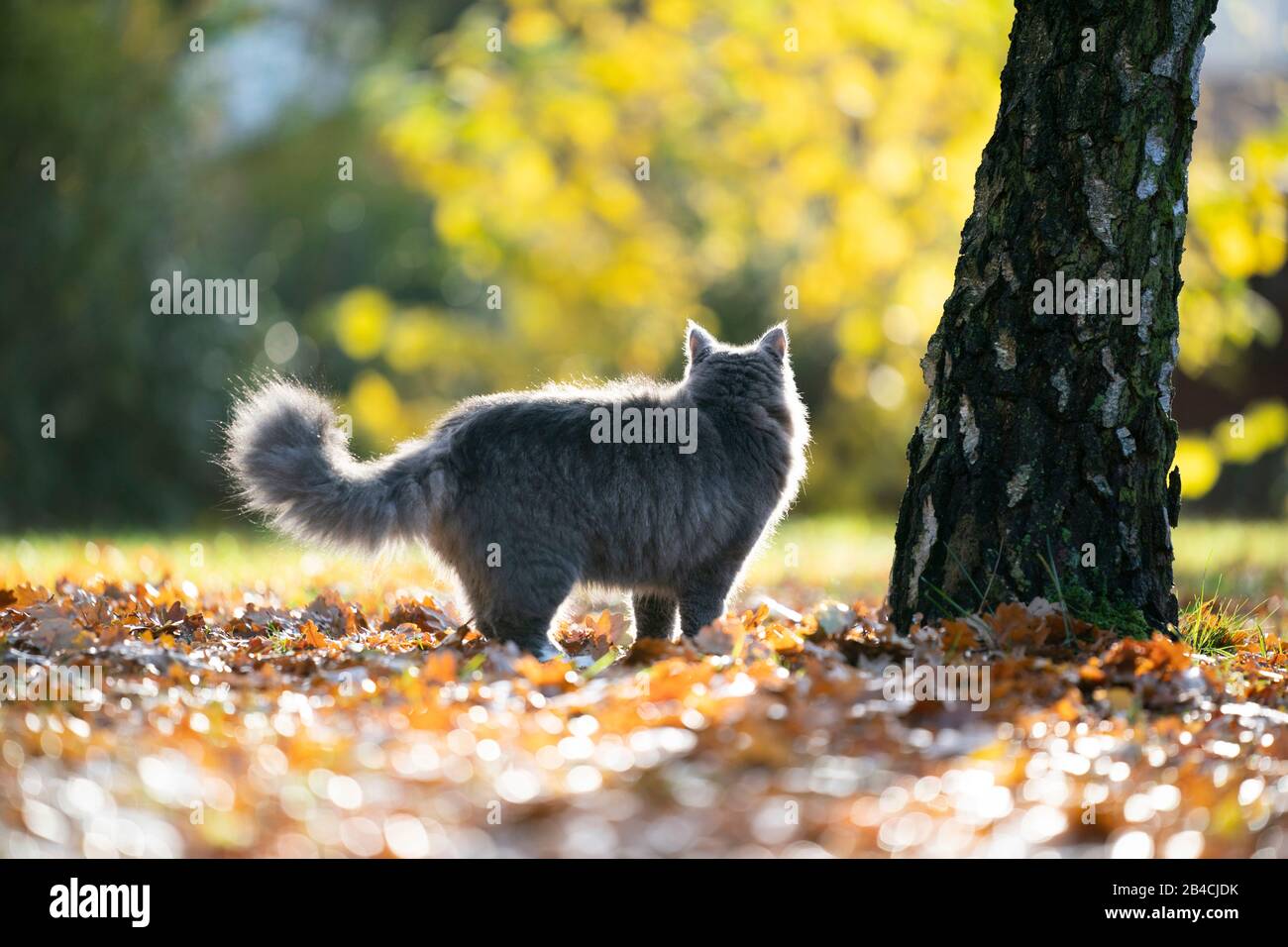 side view of a fluffy blue tabby maine coon cat standing on autumn ...