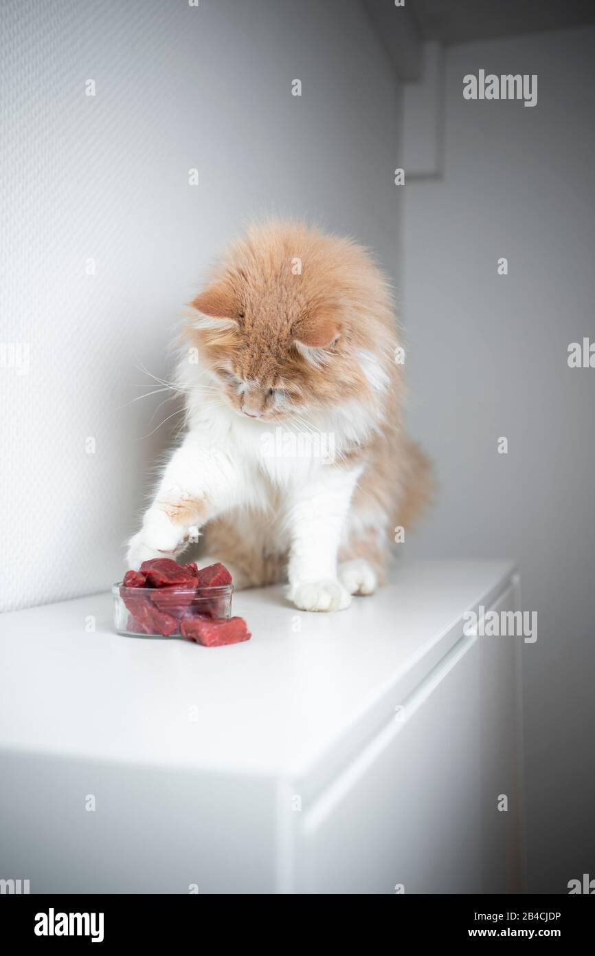 cream tabby white maine coon cat playing with raw meat Stock Photo - Alamy