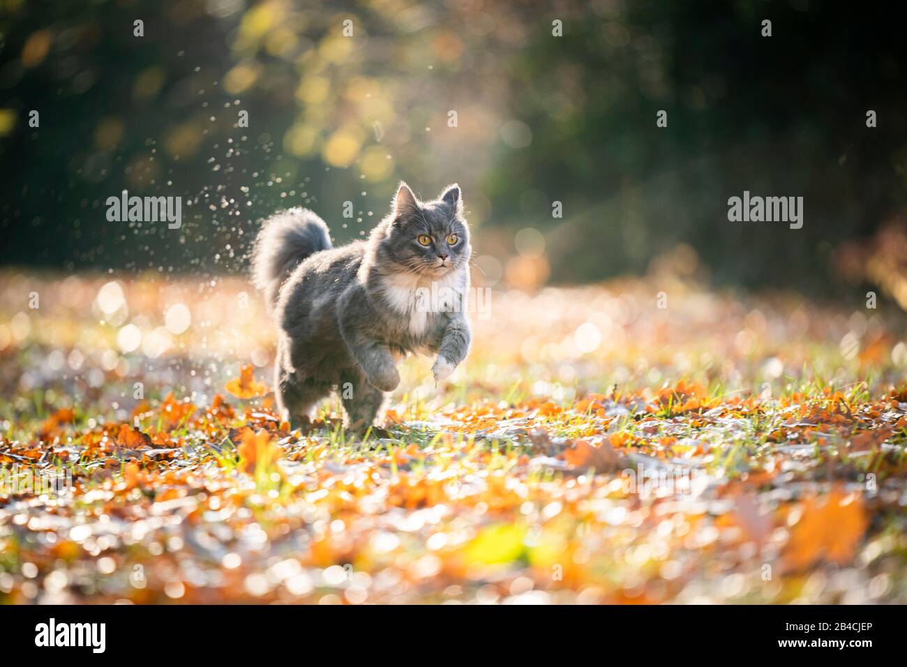 blue tabby white maine coon cat running on grass covered with autumn ...