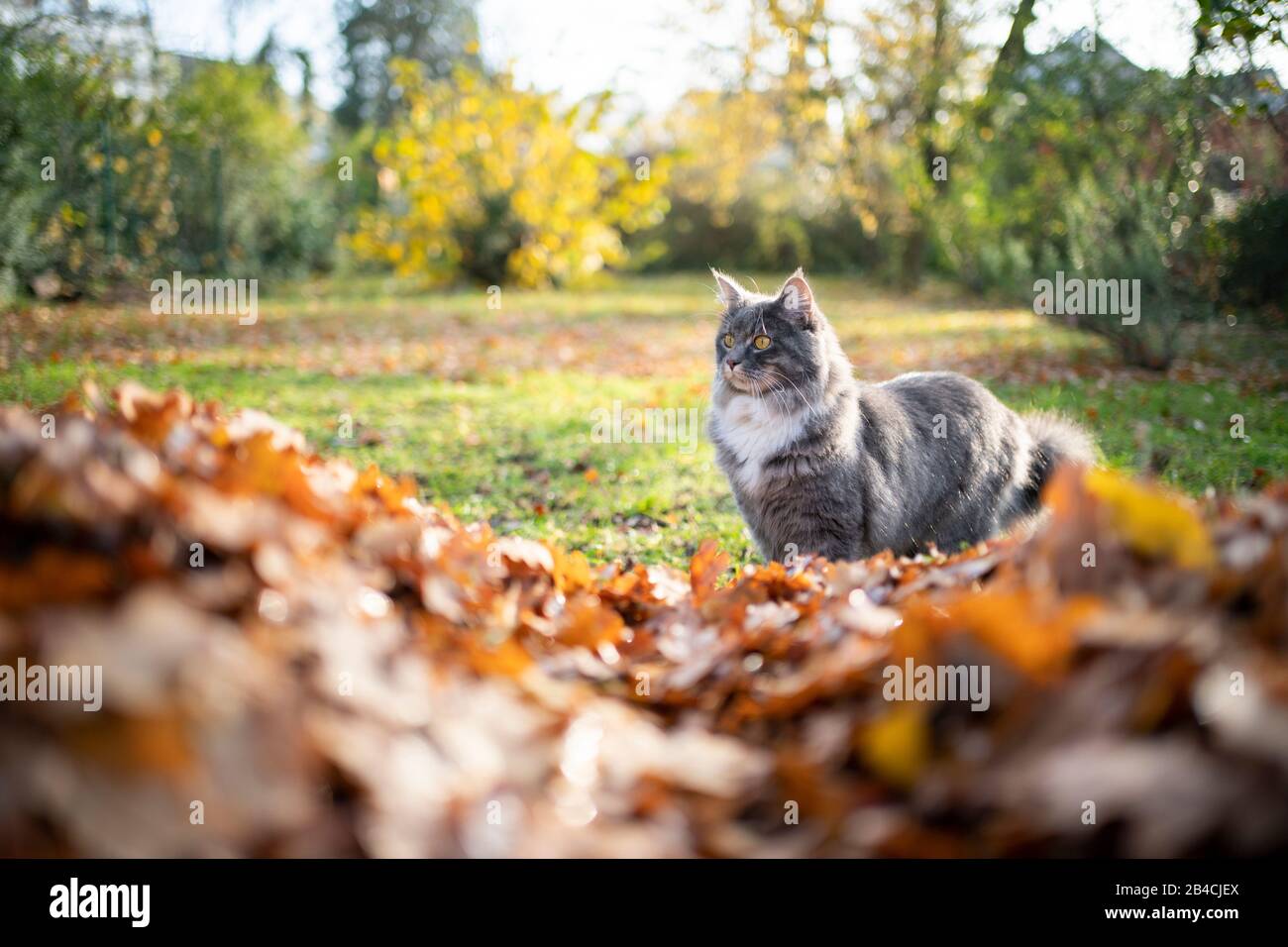 curious blue tabby maine coon cat standing in front of a pile of autumn ...