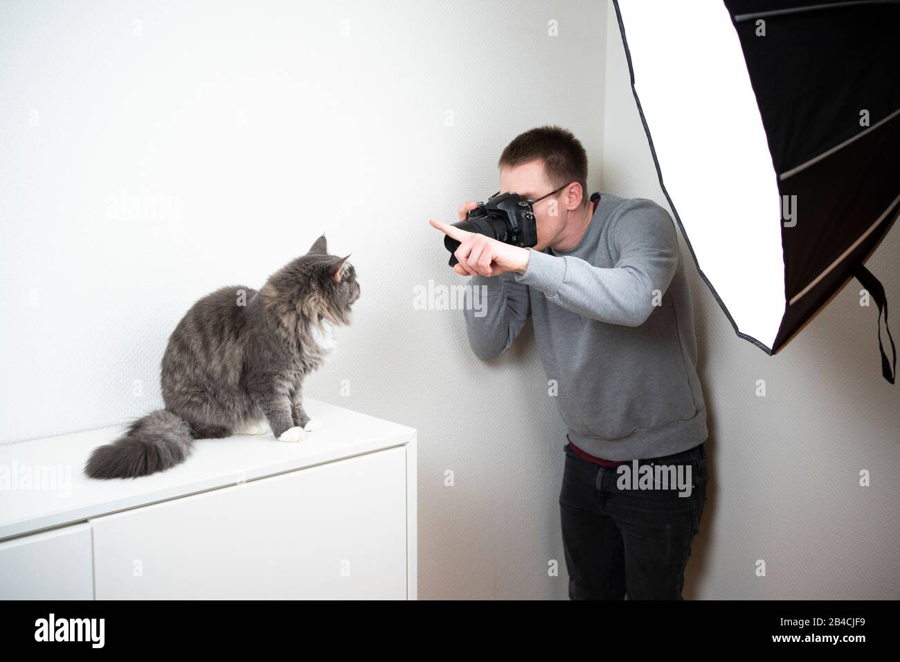 male photographer taking picture of a blue tabby white maine coon cat ...