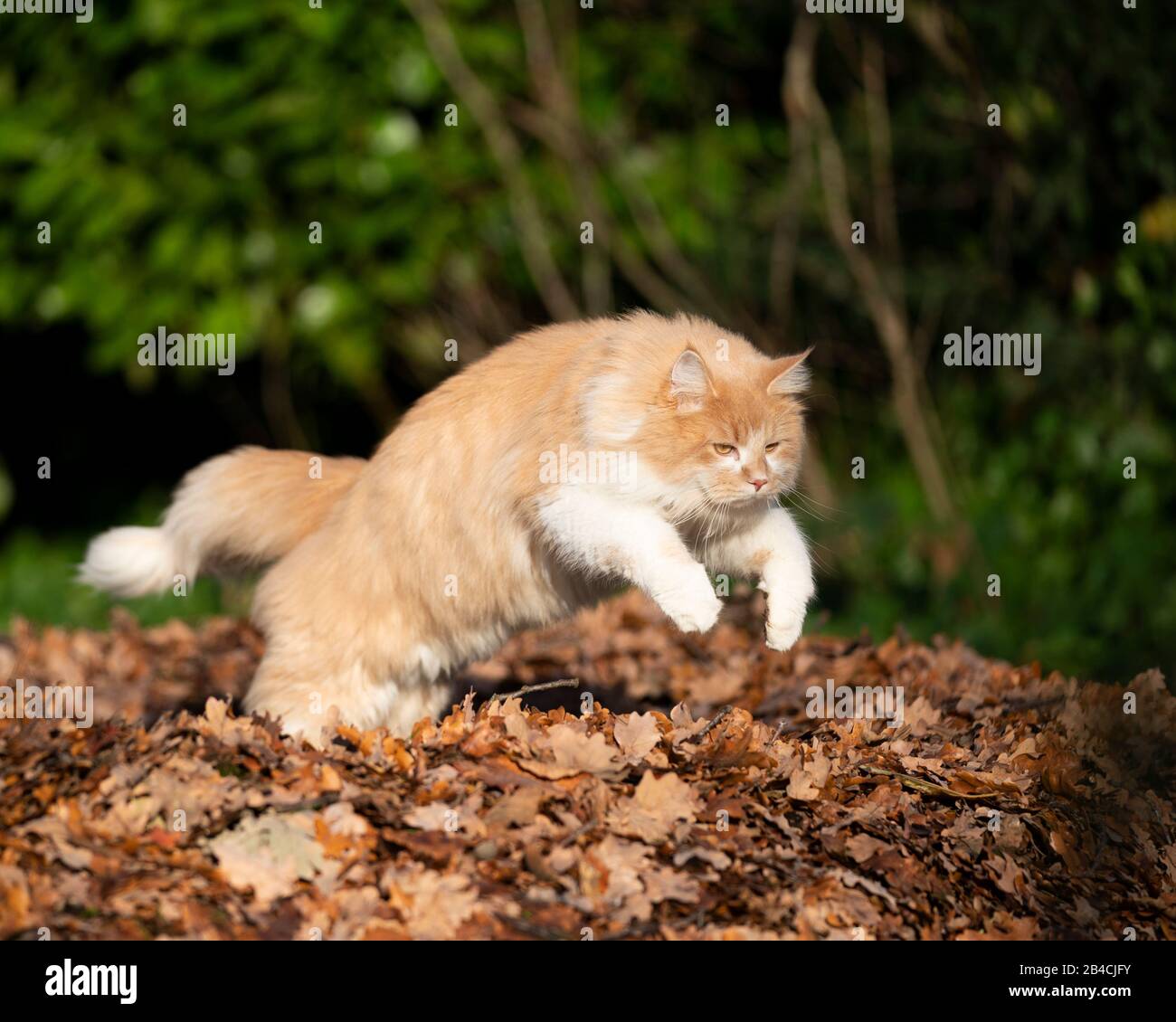 cream tabby maine coon cat outdoors hunting jumping on a pile of autumn ...