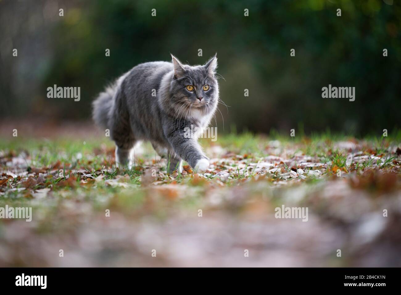 blue tabby maine coon cat outdoors on the prowl walking on grass with ...