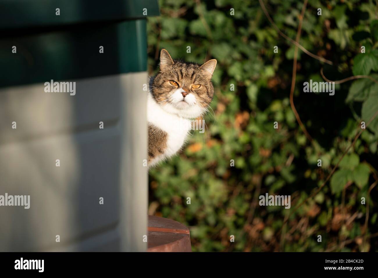 Cat looking around corner hi-res stock photography and images - Alamy