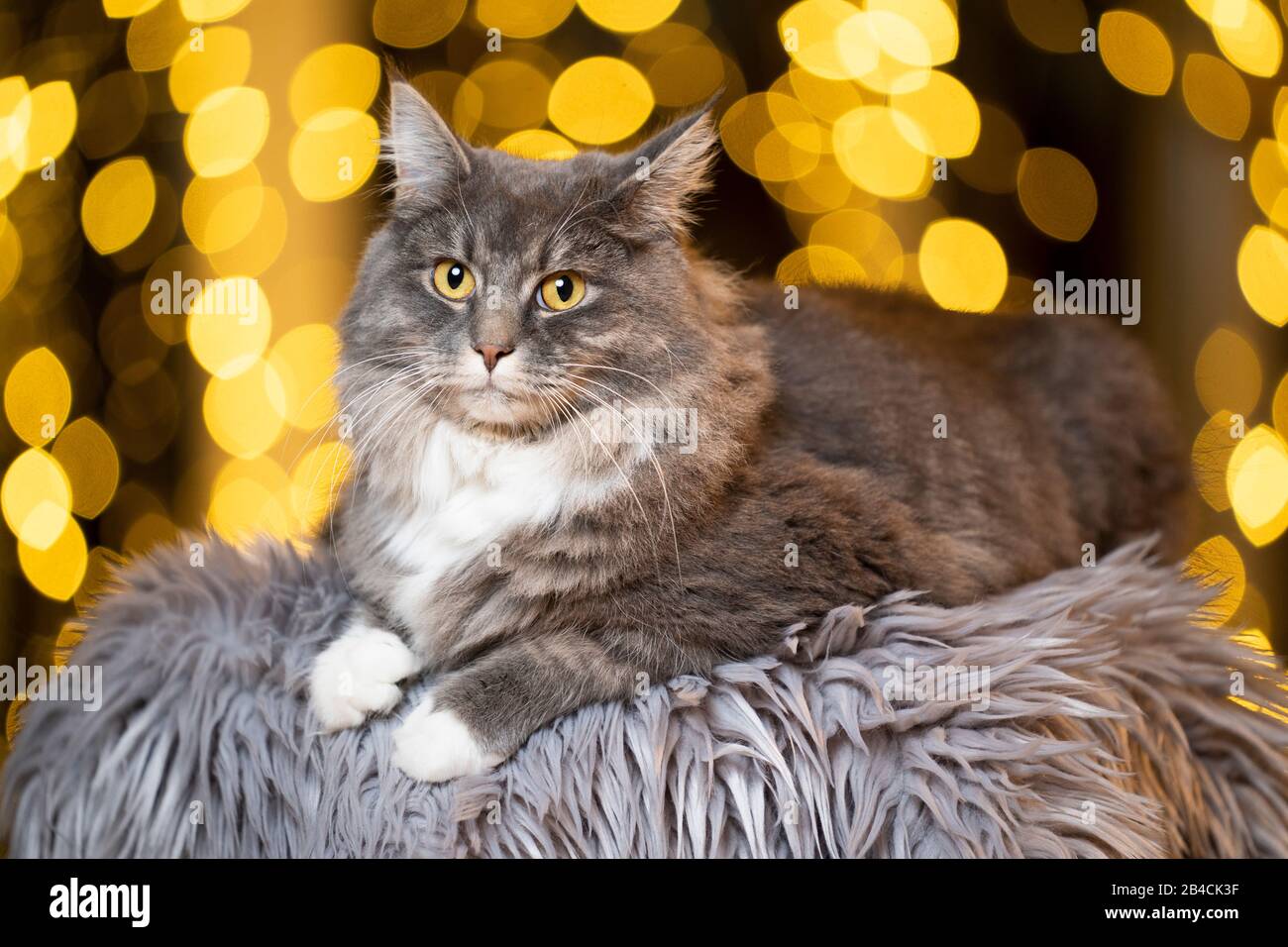 christmas portrait of a cute blue tabby maine coon cat relaxing on gray ...