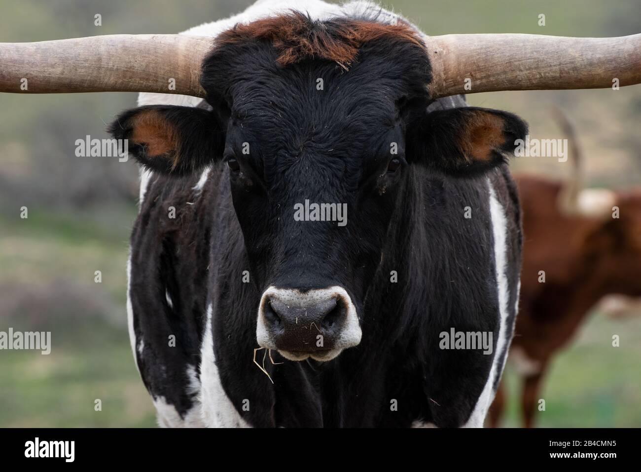 Longhorn Bull Face