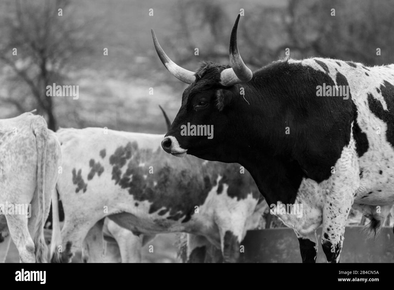 Closeup profile portrait of the large head and shoulders of an ...