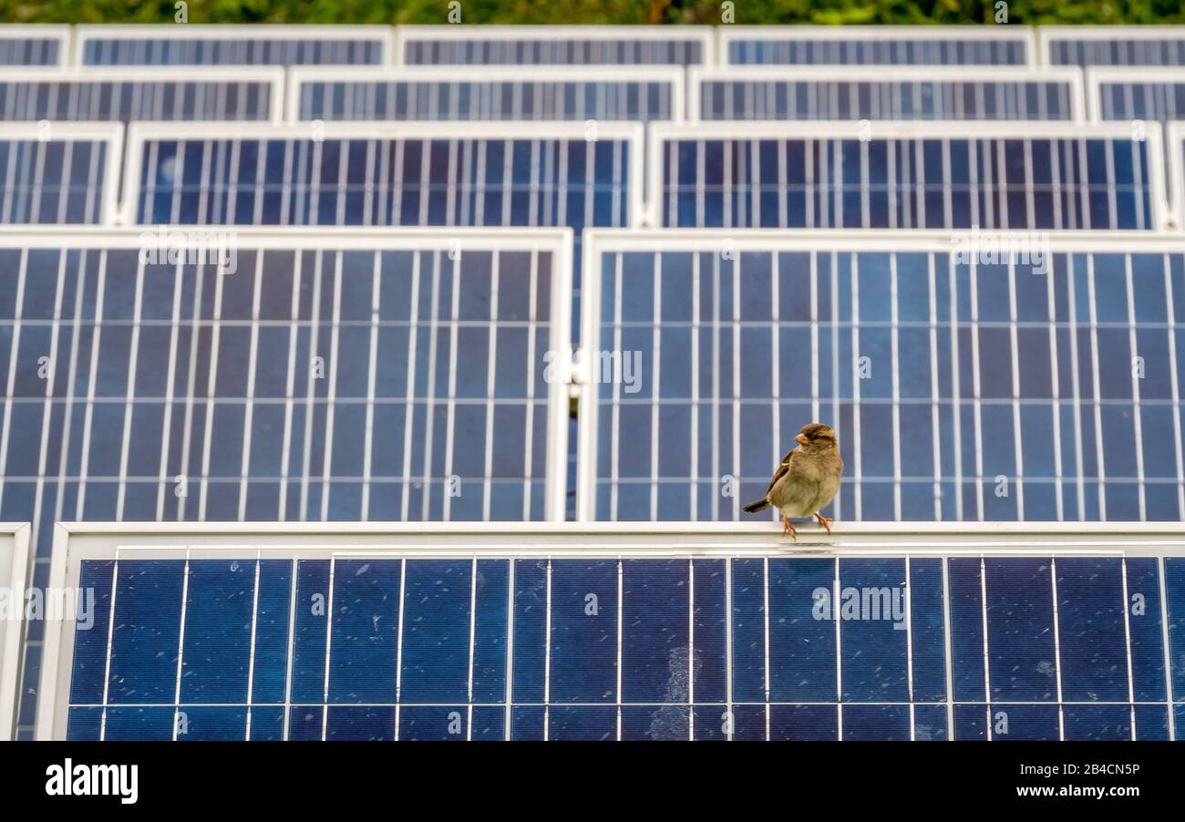 Sustainable energy and wildlife. A sparrow bird sitting on solar farm ...