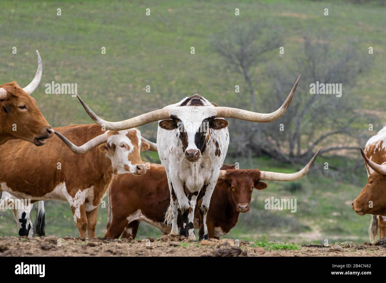 White cattle with horns hi-res stock photography and images - Alamy
