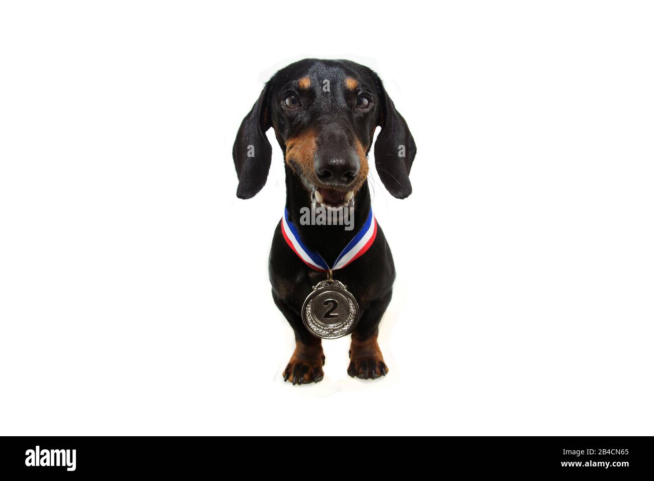 winner dog pet with silver medal, isolated on white background Stock ...