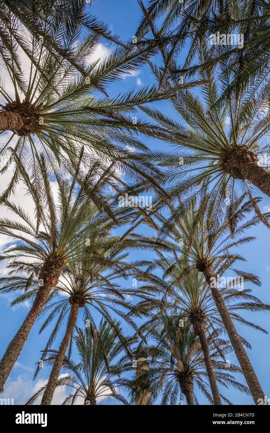 Spain, Canary Islands, Gran Canaria Island, Maspalomas, palm tree ...