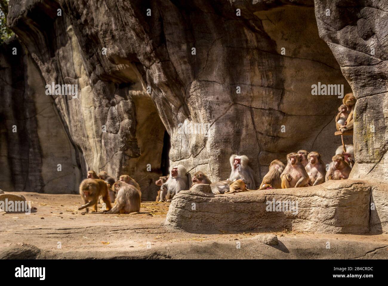 Many wild animals in zoo hi-res stock photography and images - Alamy