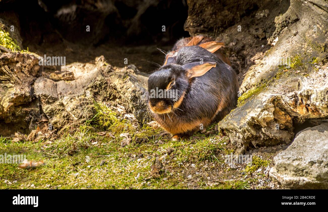 Beautiful animals. Hamburg Zoo in Germany, Rabid Stock Photo - Alamy