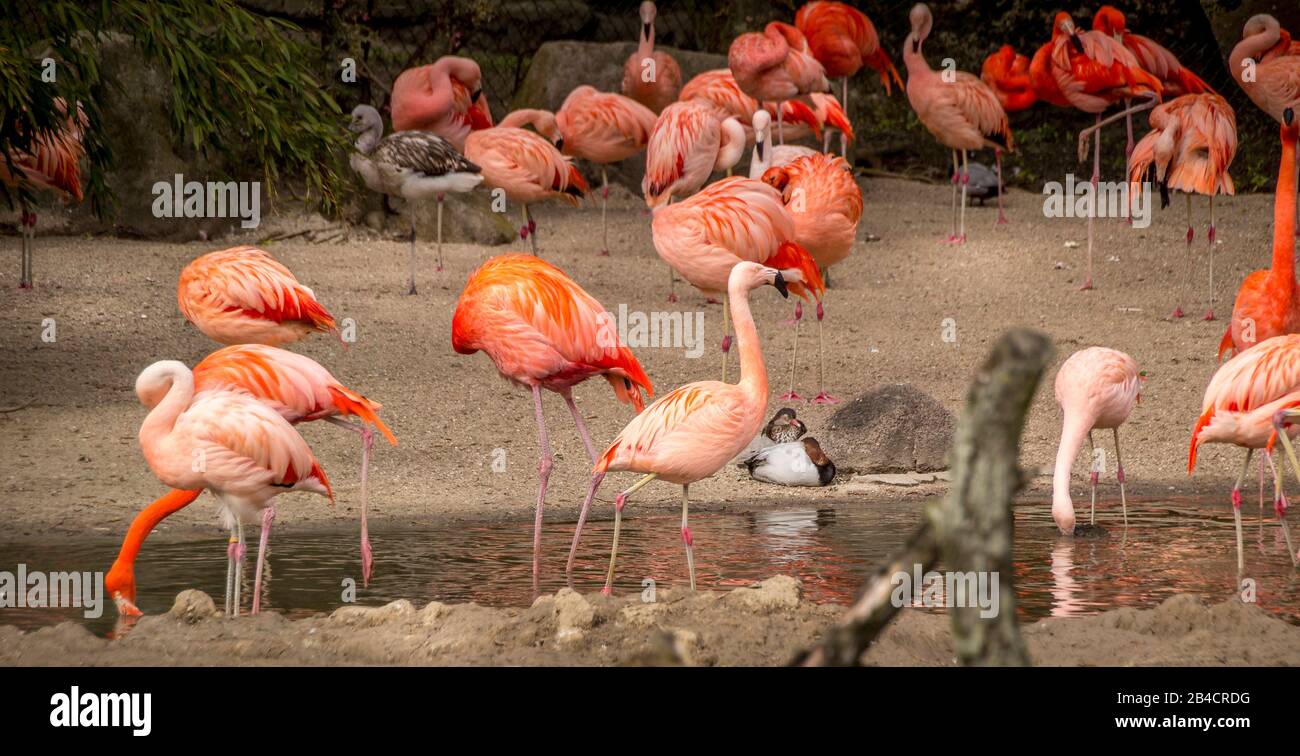 Dangerous animal animals hi-res stock photography and images - Alamy