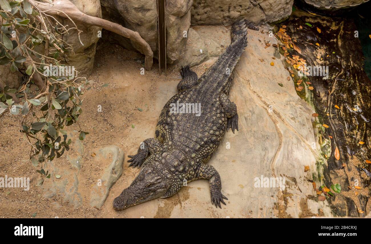 Beautiful crocodile hi-res stock photography and images - Alamy