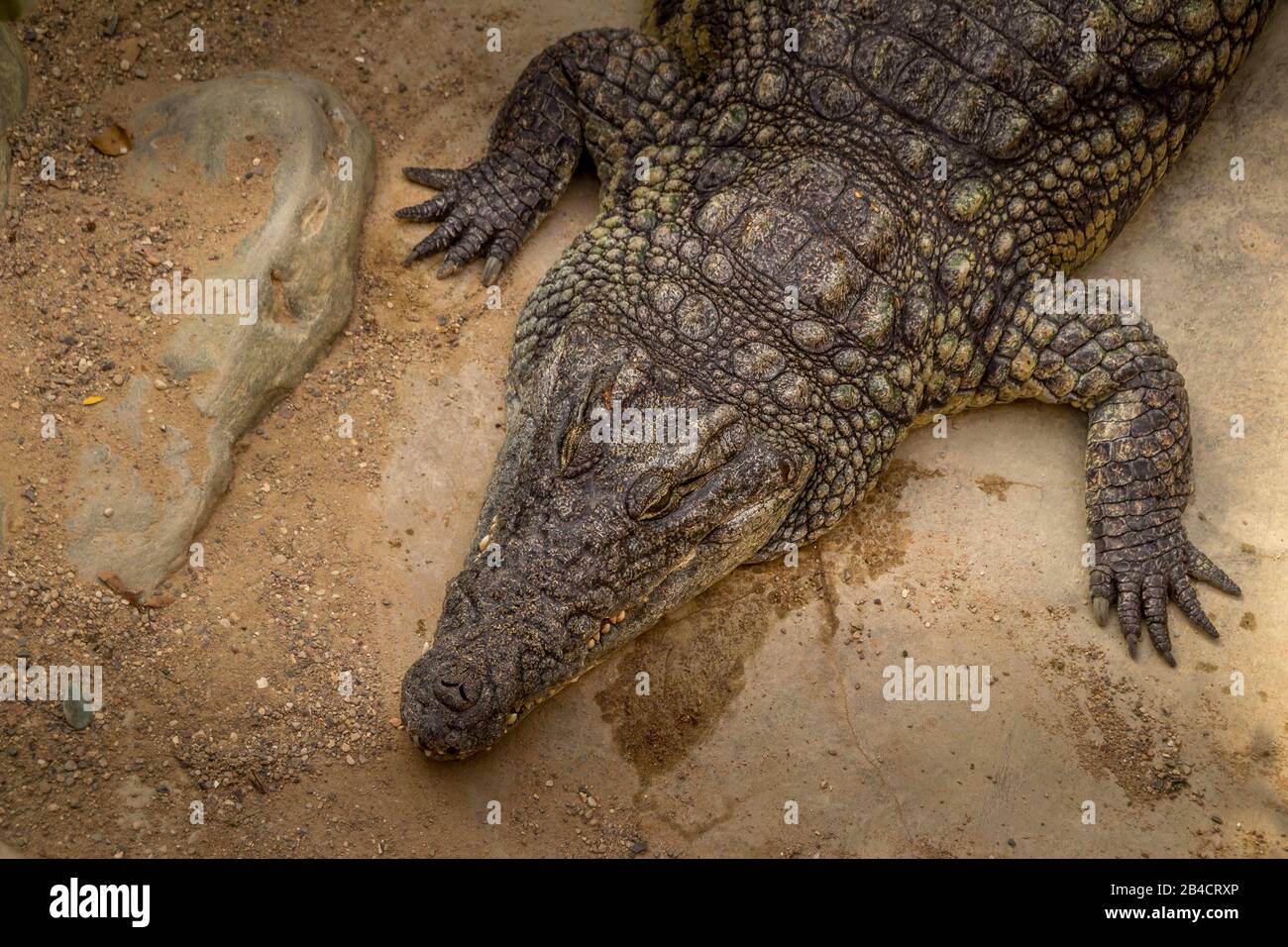 Beautiful crocodile hi-res stock photography and images - Alamy