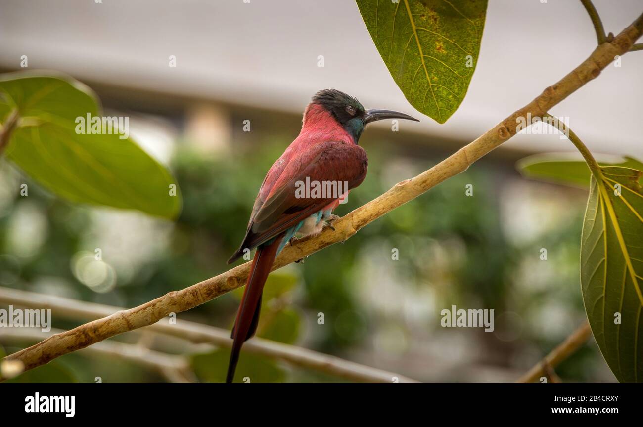 Beautiful animals. Hamburg Zoo in Germany, Red Bird Stock Photo - Alamy