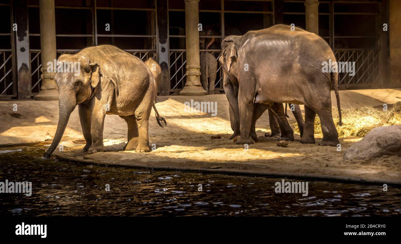 Beautiful animals. Hamburg Zoo in Germany, Big elephants Stock Photo ...