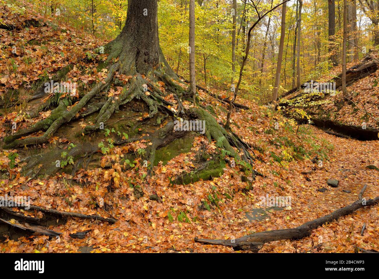 A large hardwood tree with roots growing on the surface in the Shades ...