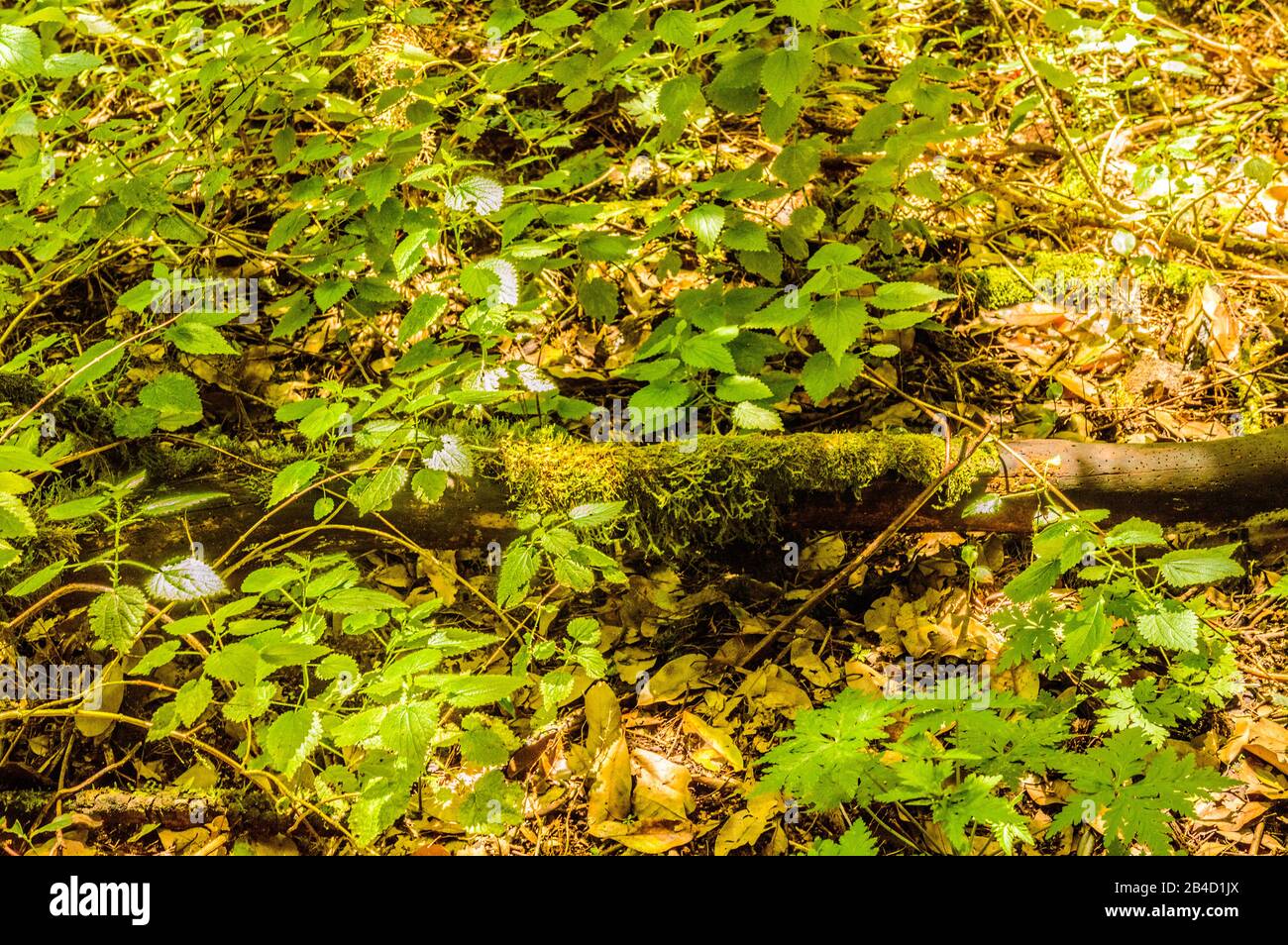 Trunk Lying On The Ground Covered With Moss And Lichens In Garajonay ...