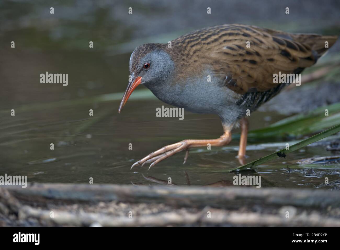 Water rail in a shallow pool Stock Photo - Alamy