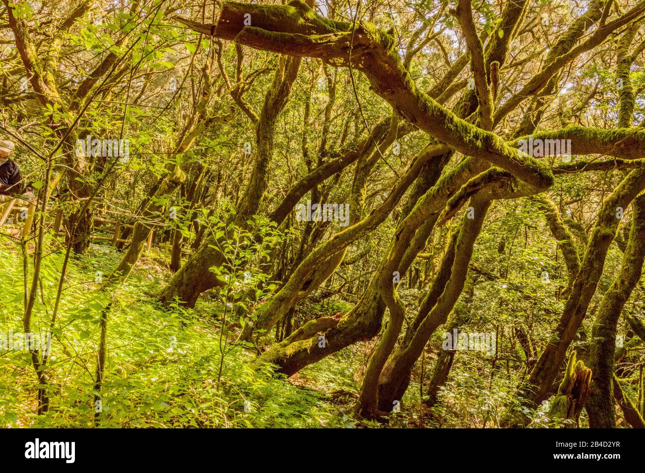 Monteverde Canary of Laurisilva Composed of Laurels (Laurus ...