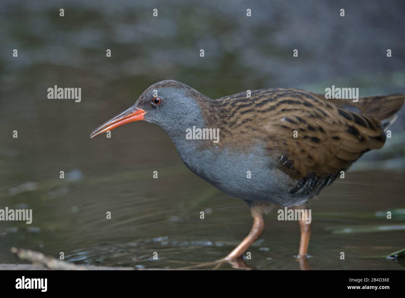 Water rail in a shallow pool Stock Photo - Alamy