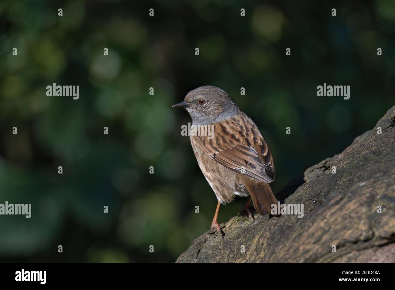 Sparrow hedge hi-res stock photography and images - Alamy